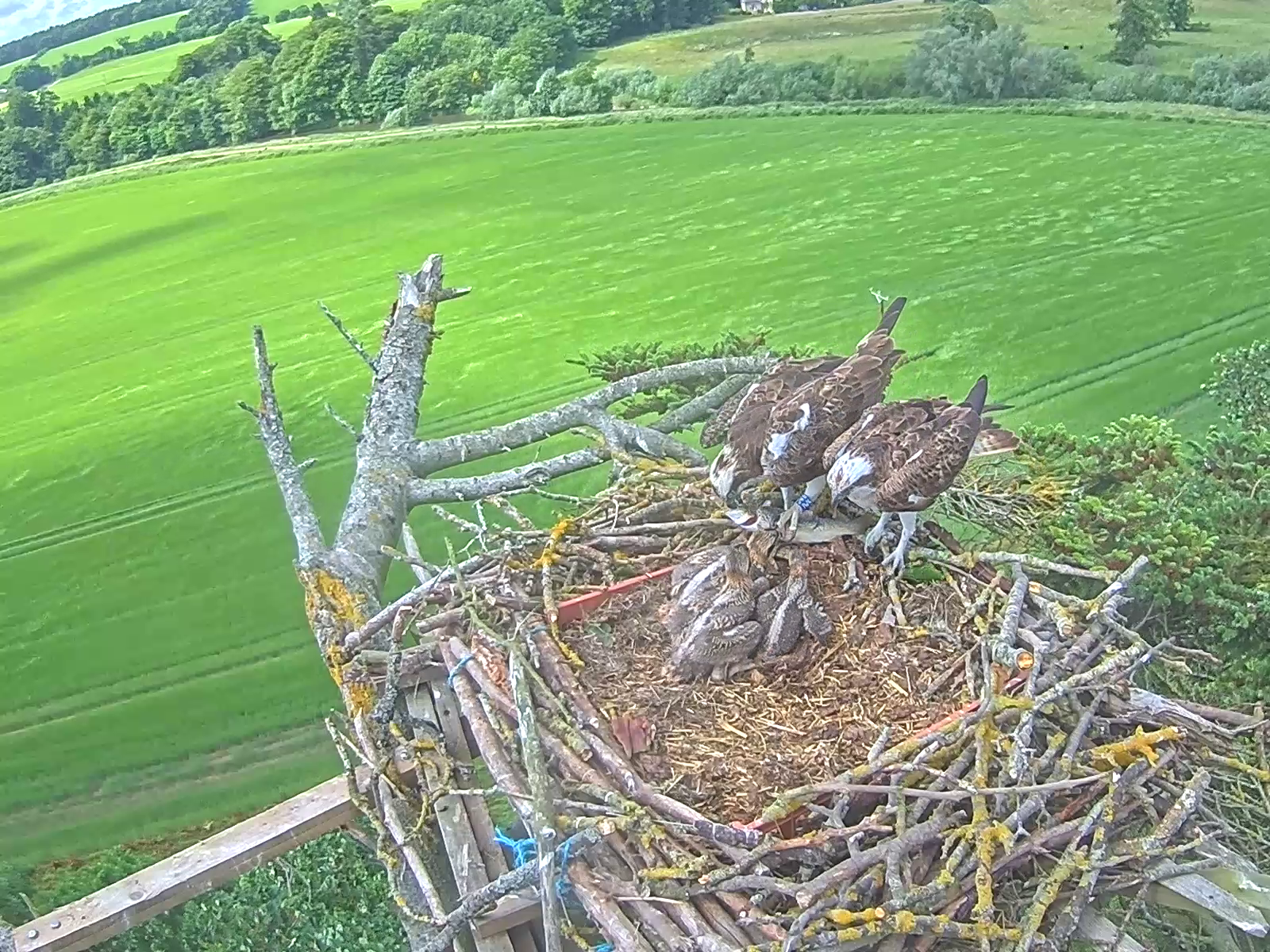NEWS AND VIEWS – Border Ospreys